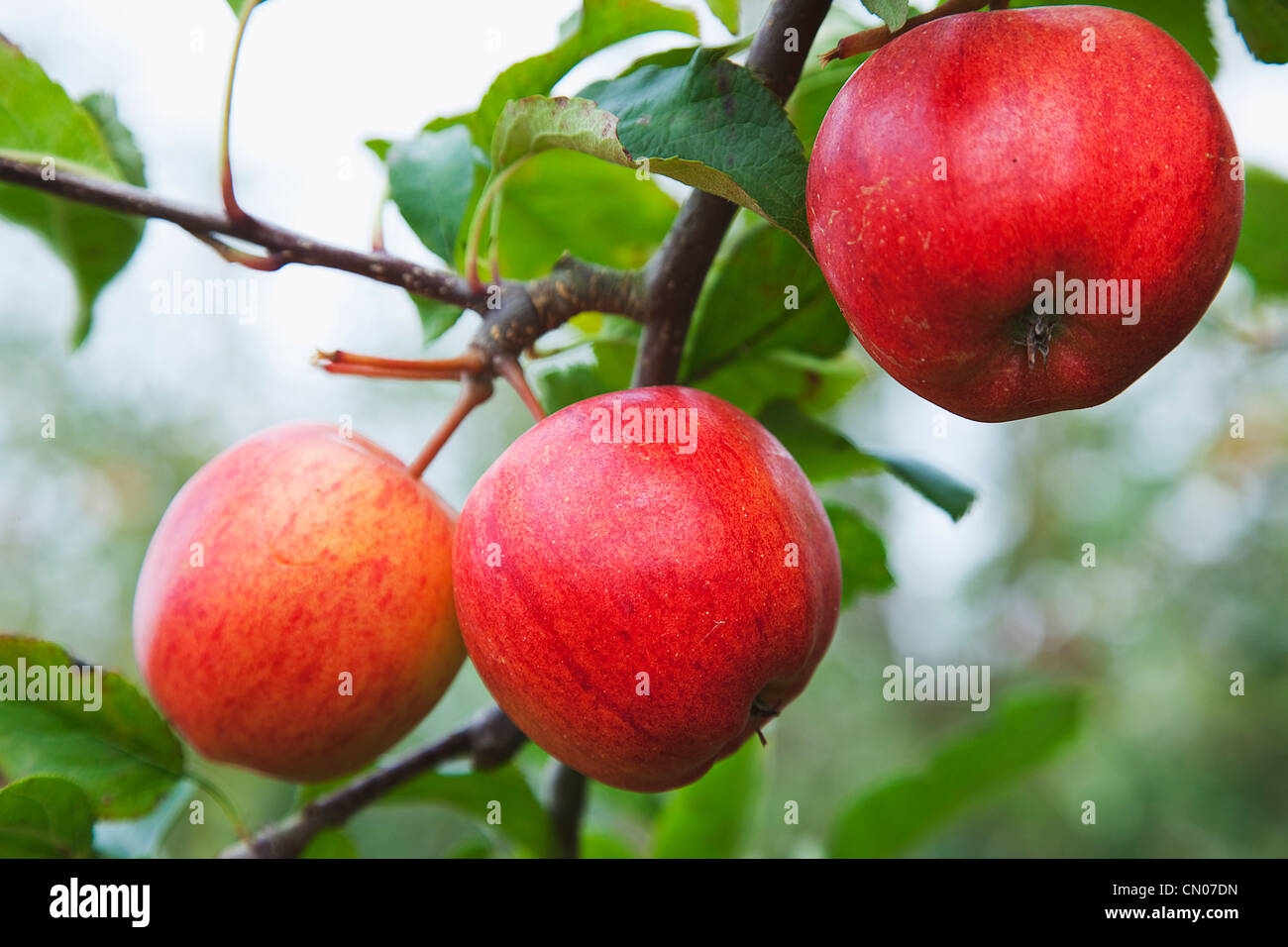 Fruit, Apple, Katy apples growing on the tree in Grange Farms orchard ...