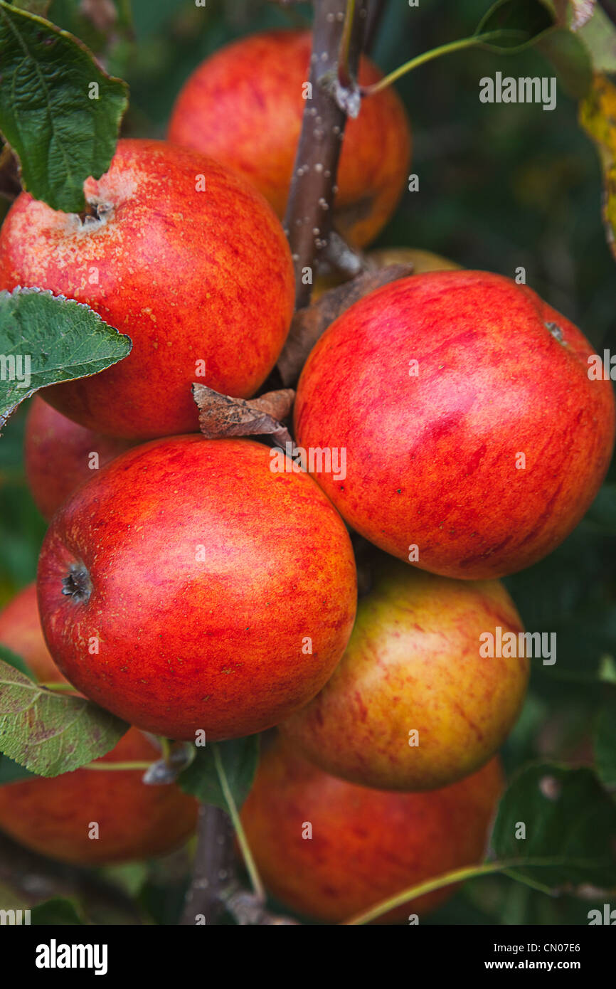 Fruit, Apple, Katy apples growing on the tree in Grange Farms orchard ...