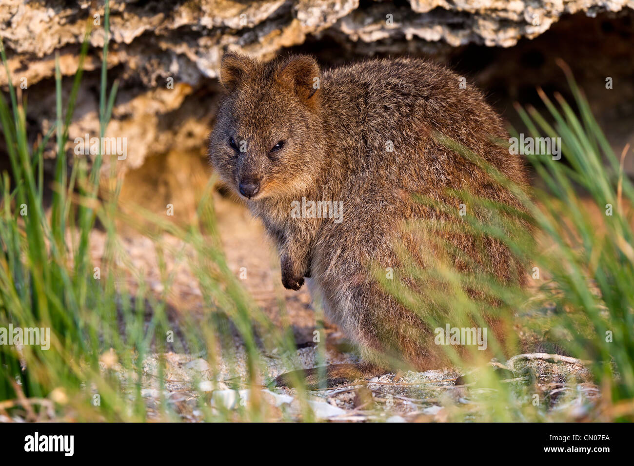 Quokka. Setonix brachyurus Stock Photo - Alamy