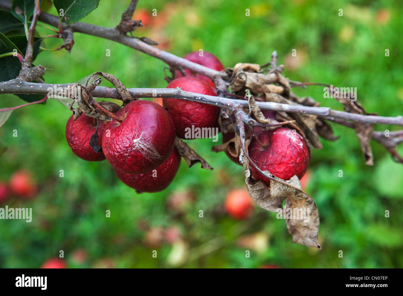 Fruit, Apple, Katy apples rotting on the tree having not been picked at ...