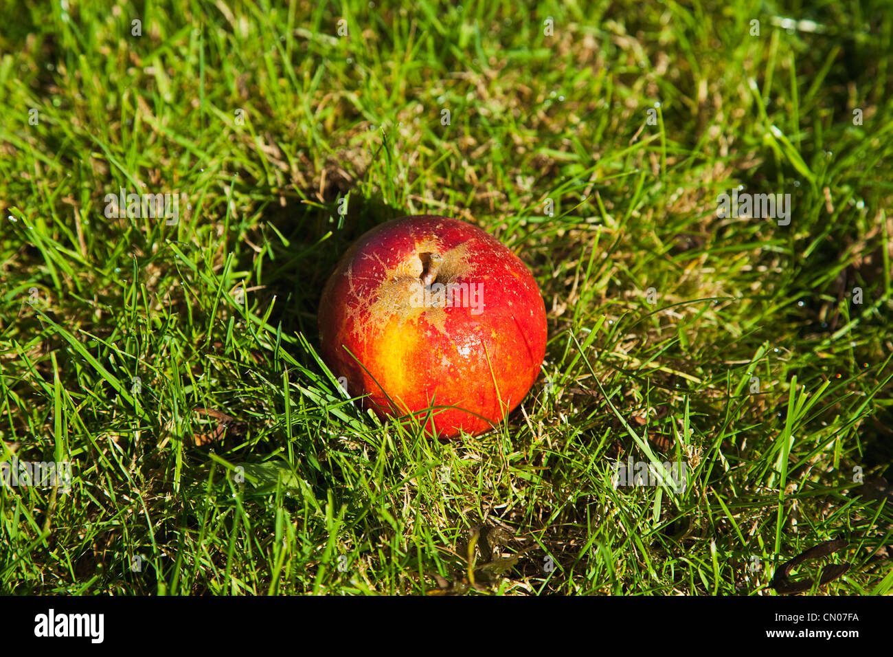Fruit, Apple, Red apple resting on the grass in Grange Farms orchard ...