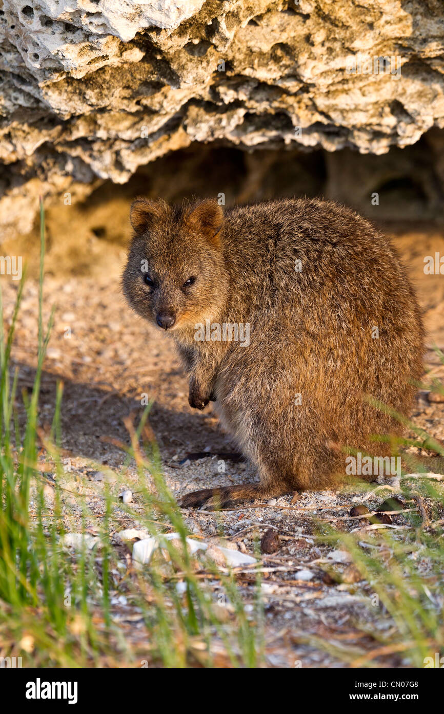 Quokka. Setonix brachyurus Stock Photo - Alamy