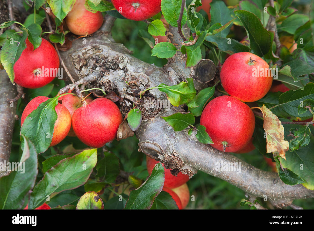 Fruit, Apple, Katy apples growing on the tree in Grange Farms orchard ...