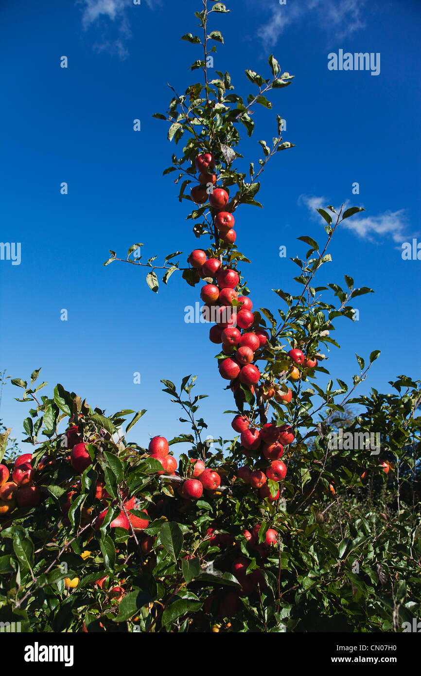 Fruit, Apple, Royal Gala apples growing on the tree in Grange Farms ...