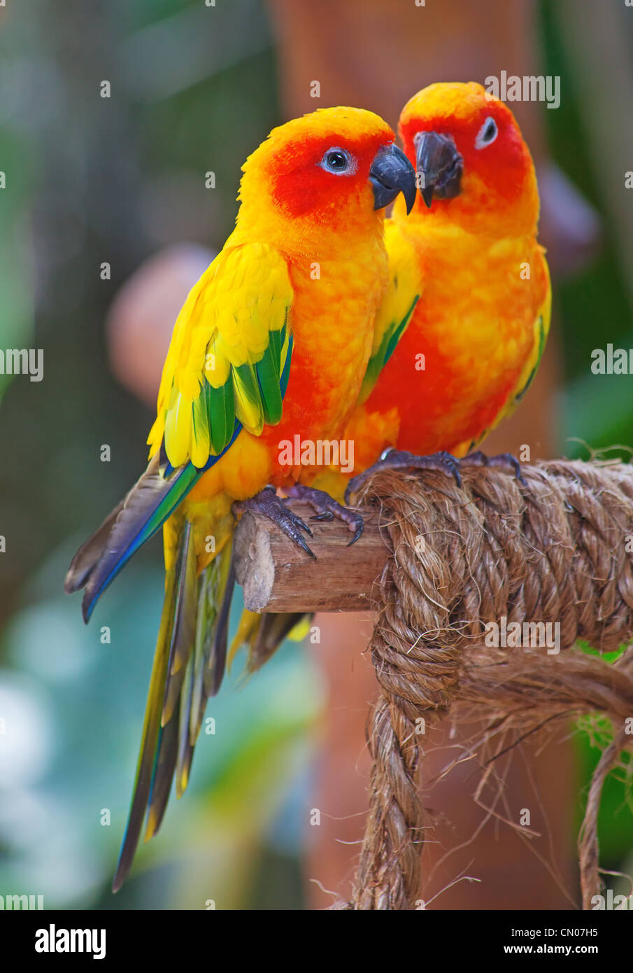 Colorful family of the Aratinga Solstitialis parrots Stock Photo - Alamy
