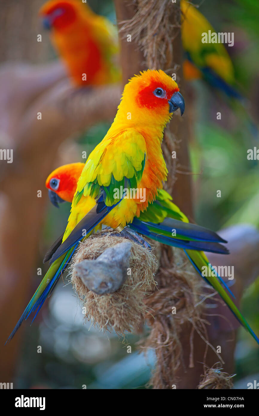 Colorful family of the Aratinga Solstitialis parrots Stock Photo - Alamy