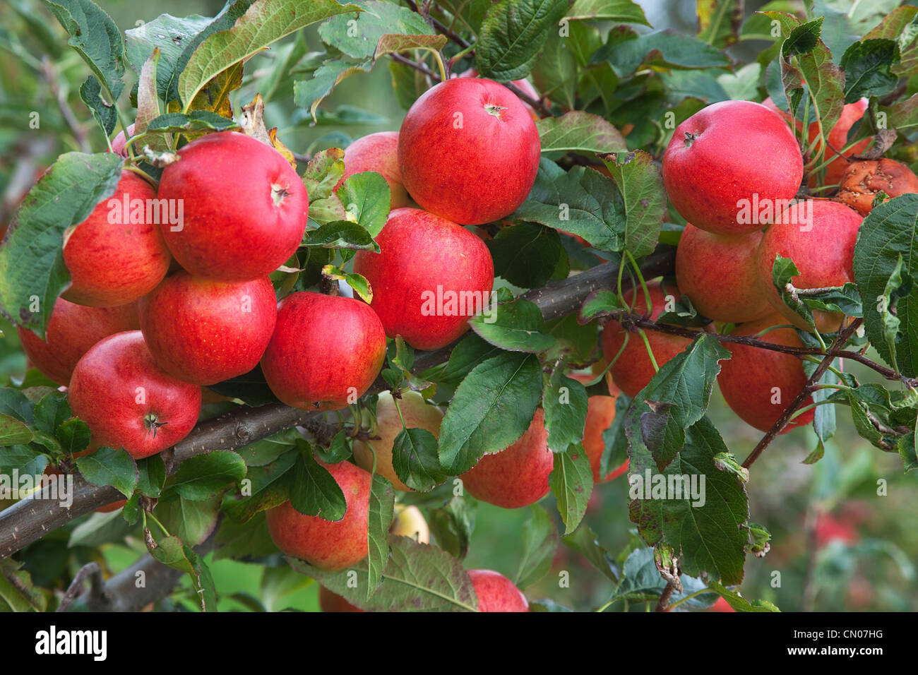 Fruit, Apple, Katy apples growing on the tree in Grange Farms orchard ...