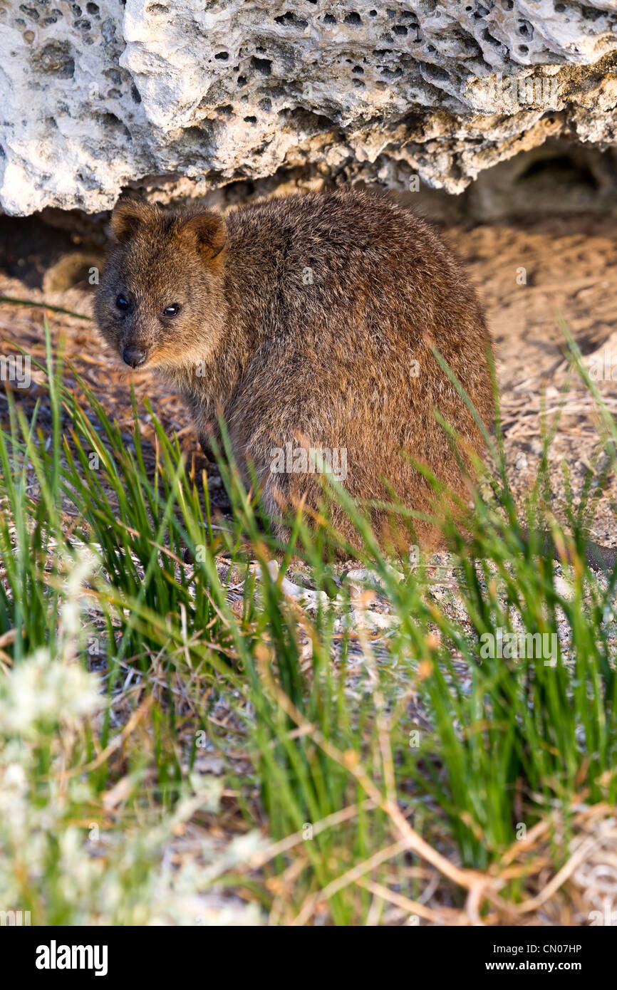 Quokka. Setonix brachyurus Stock Photo - Alamy