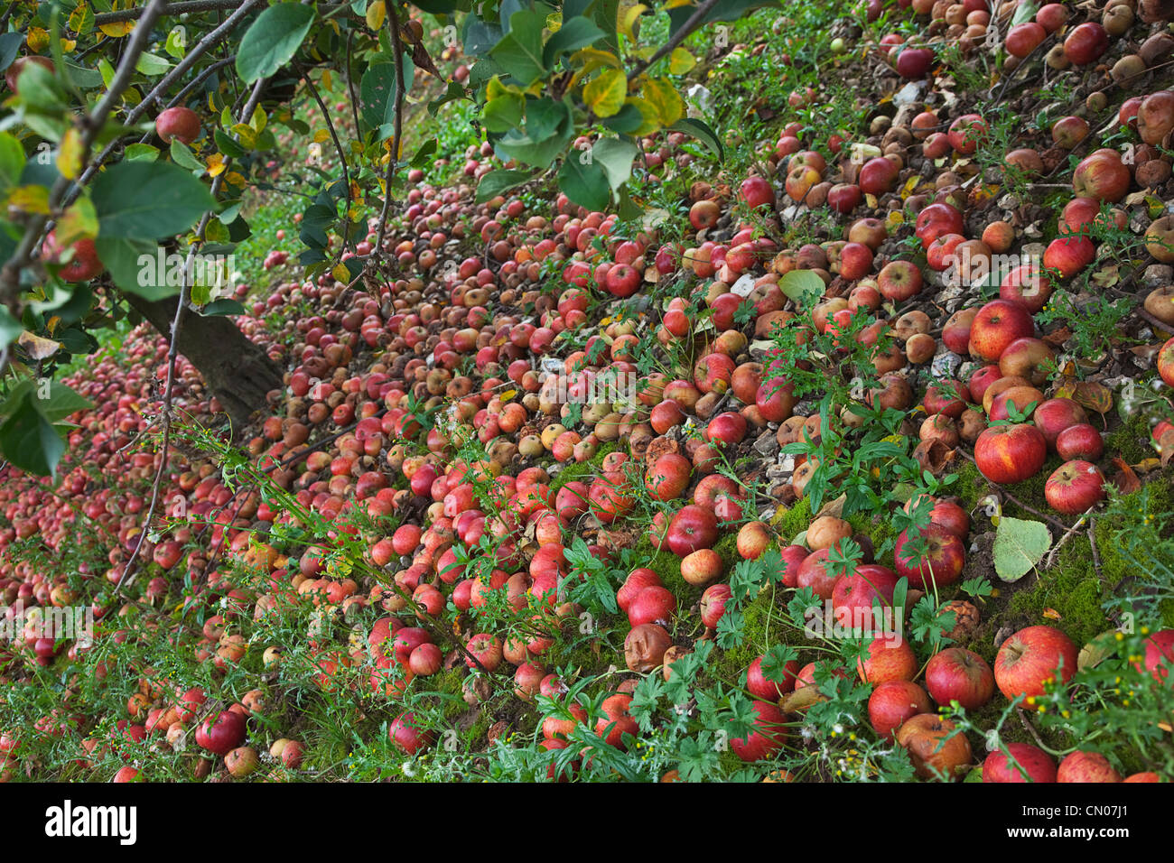 Fruit, Apple, Katy apples rotting on the ground having fallen from the ...