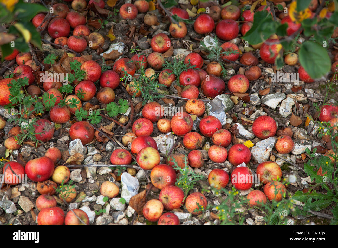 Fruit, Apple, Katy apples rotting on the ground having fallen from the ...
