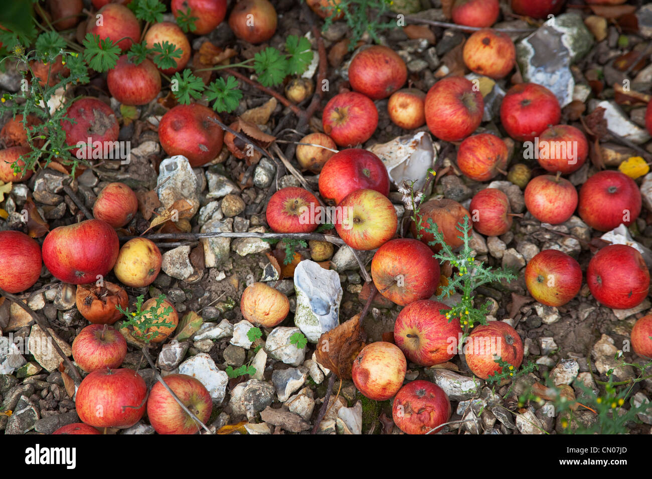 Fruit, Apple, Katy apples rotting on the ground having fallen from the ...