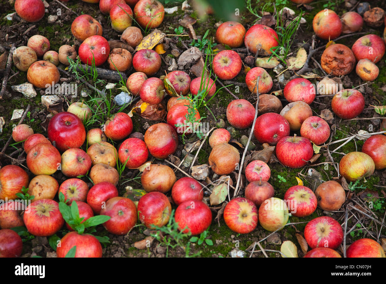 Fruit, Apple, Katy apples rotting on the ground having fallen from the ...