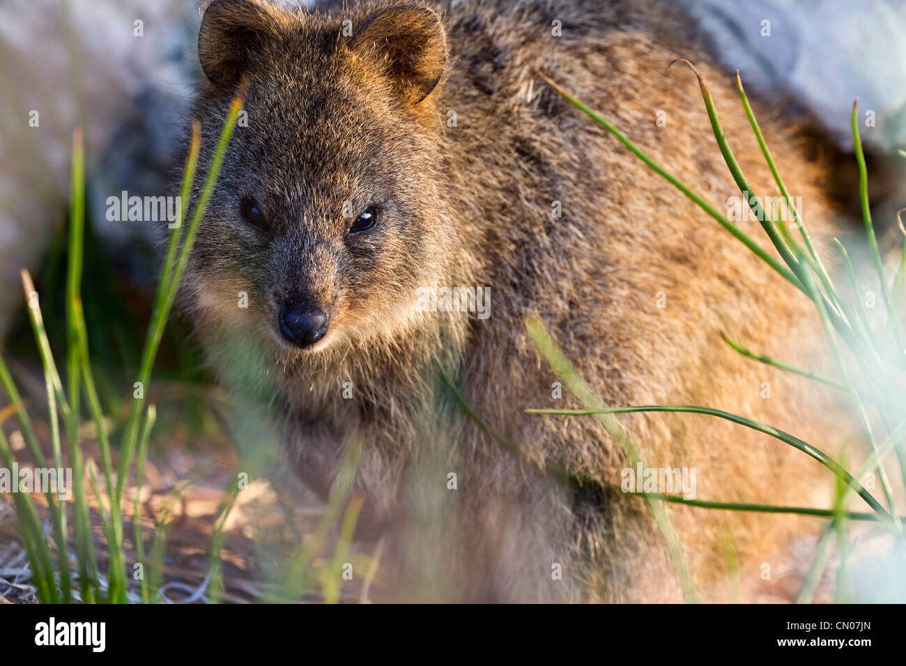 Quokka. Setonix brachyurus Stock Photo - Alamy