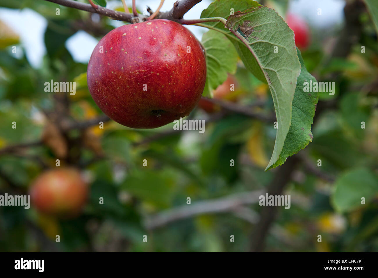 Fruit, Apple, Katy apples growing on the tree in Grange Farms orchard ...