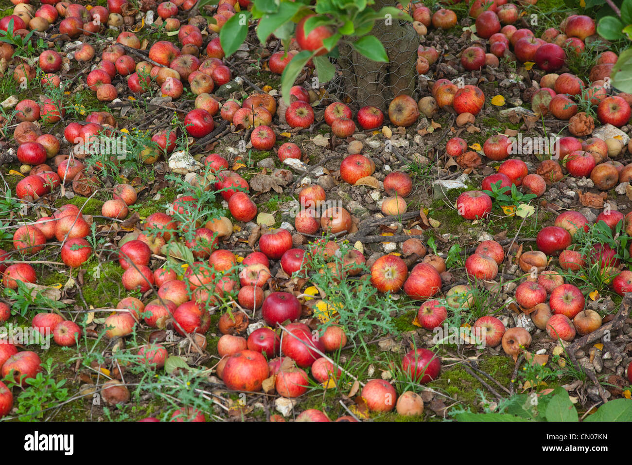 Fruit, Apple, Katy apples rotting on the ground having fallen from the ...
