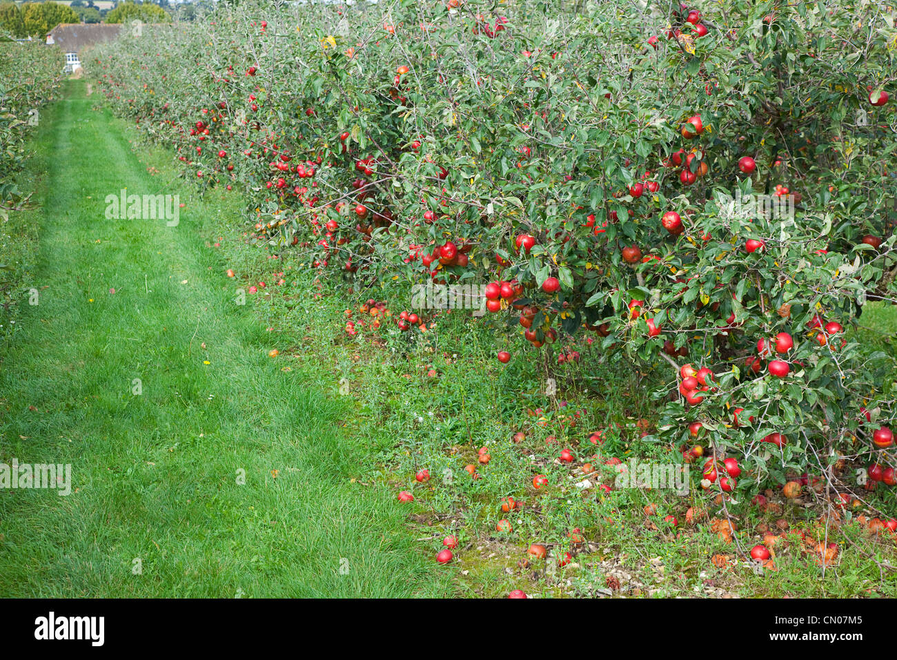 Fruit, Apple, Katy apples growing on the tree in Grange Farms orchard ...