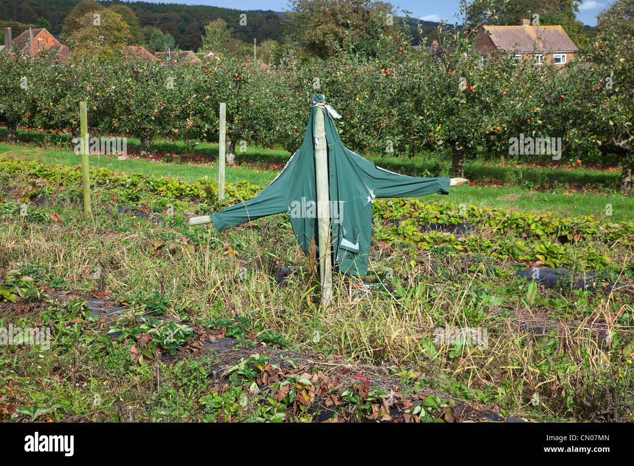 Agriculture, Farming, Scare Crow to protect crops from birds Stock ...