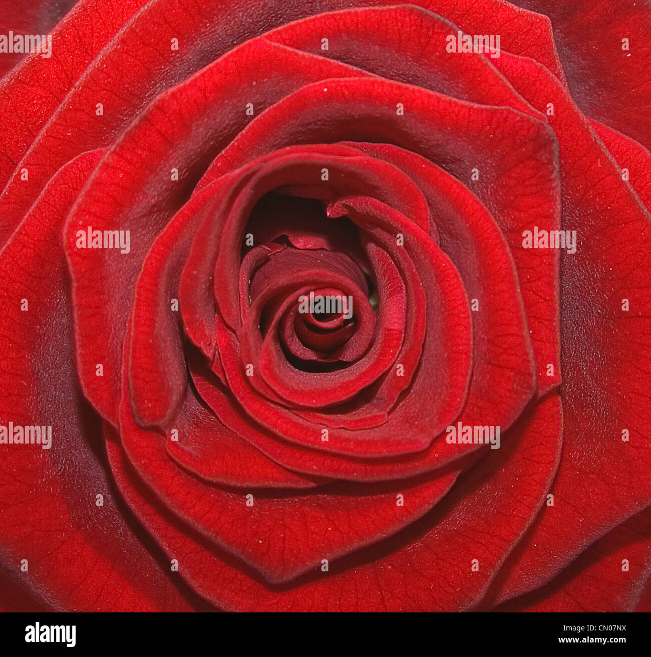 Red rose flower roses plants hi-res stock photography and images - Alamy