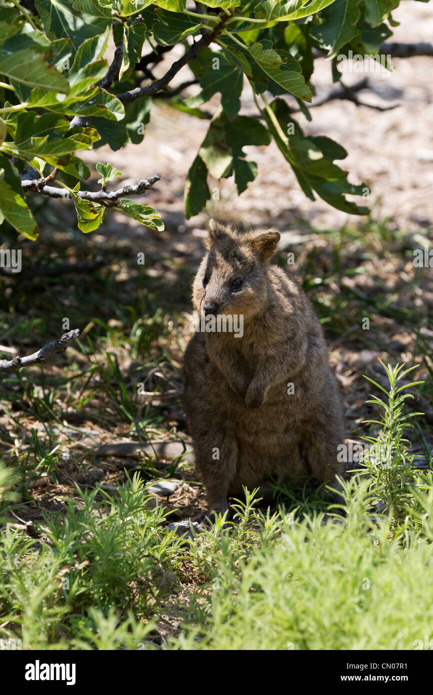 Quokka. Setonix brachyurus Stock Photo - Alamy