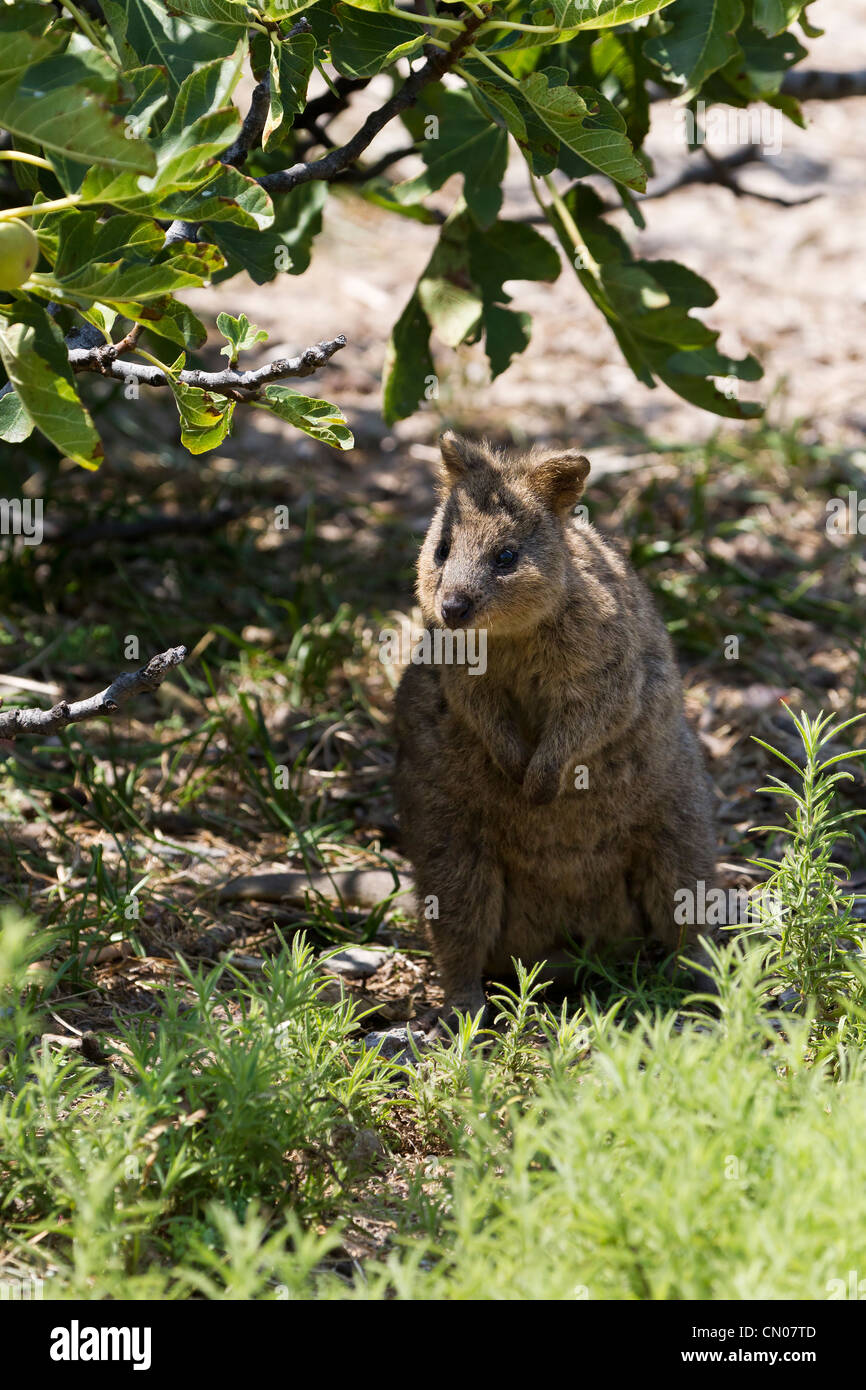 Quokka. Setonix brachyurus Stock Photo - Alamy