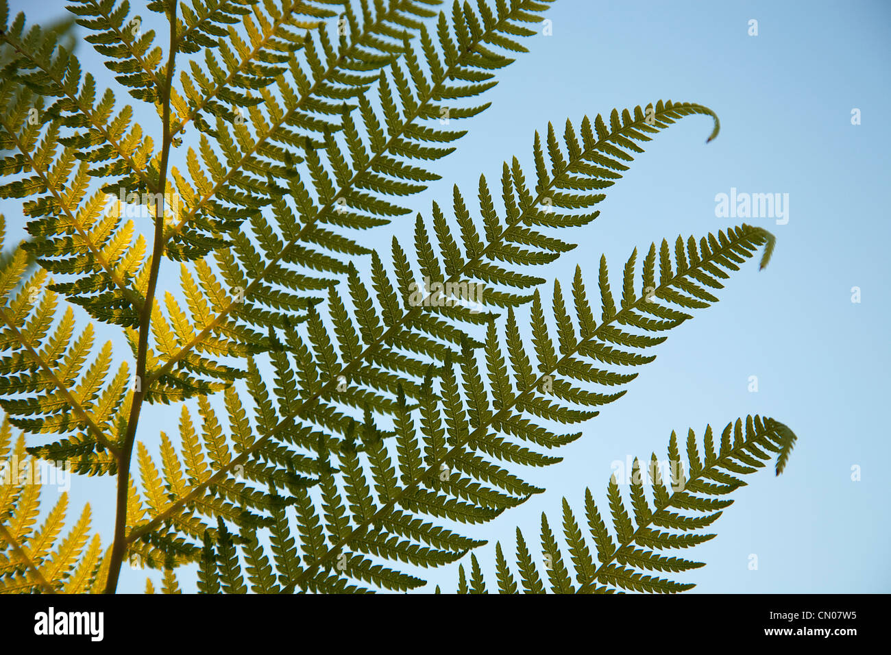 Plants, Tree, Fern, Detail of tree fern fronds against a blue sky Stock ...