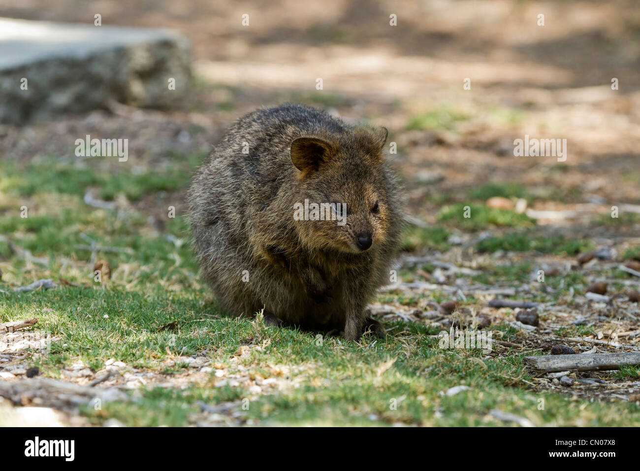 Quokka. Setonix brachyurus Stock Photo - Alamy