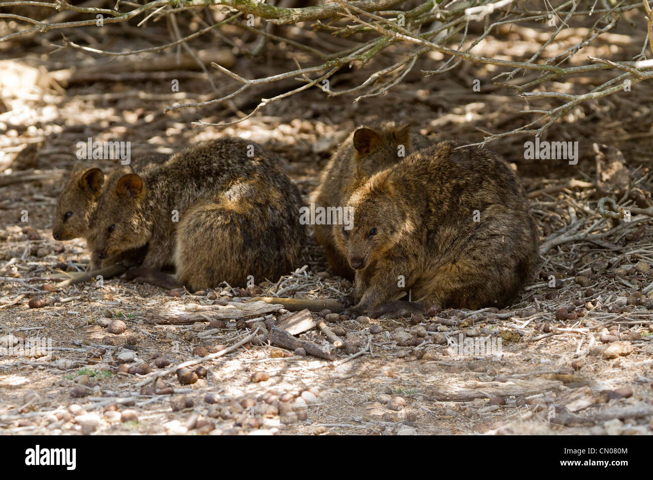 Quokka. Setonix brachyurus Stock Photo - Alamy