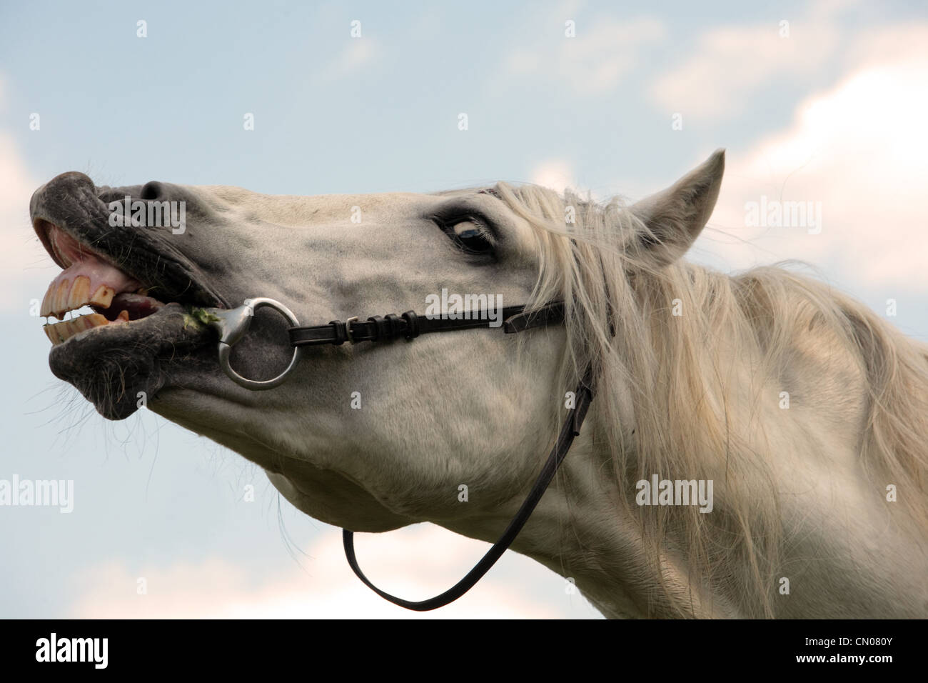 White Horse Smiling and laughing Stock Photo - Alamy