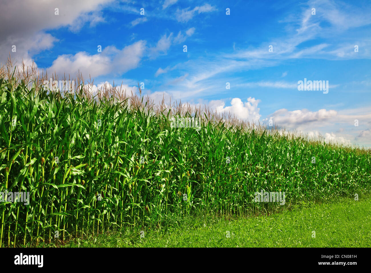 Corn field under blue sky with some clouds Stock Photo - Alamy