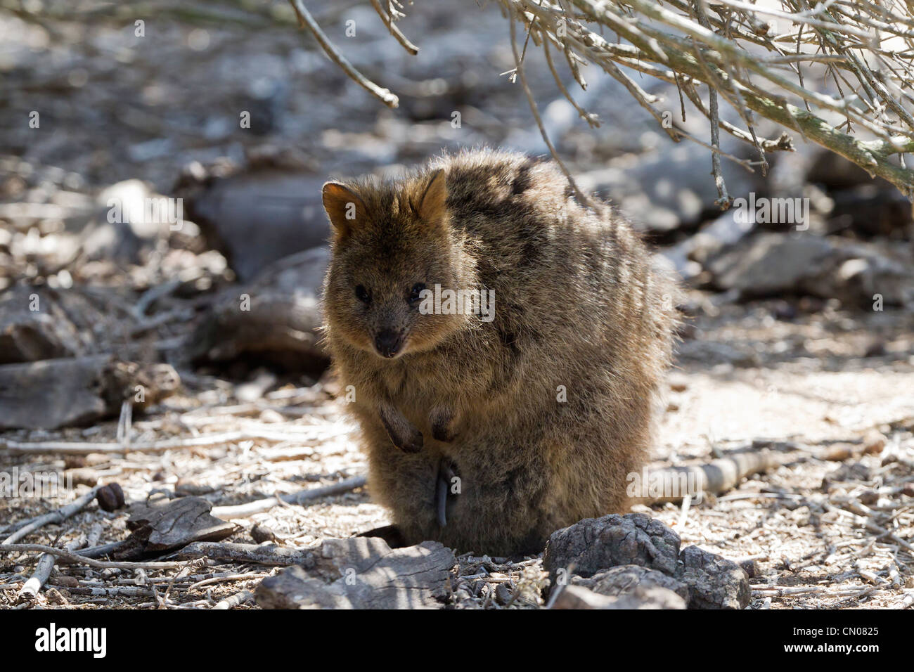 Quokka. Setonix brachyurus Stock Photo - Alamy