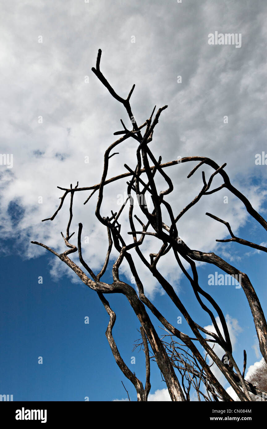 Burnt bush Sutton park Birmingham, part of conservation control Stock ...