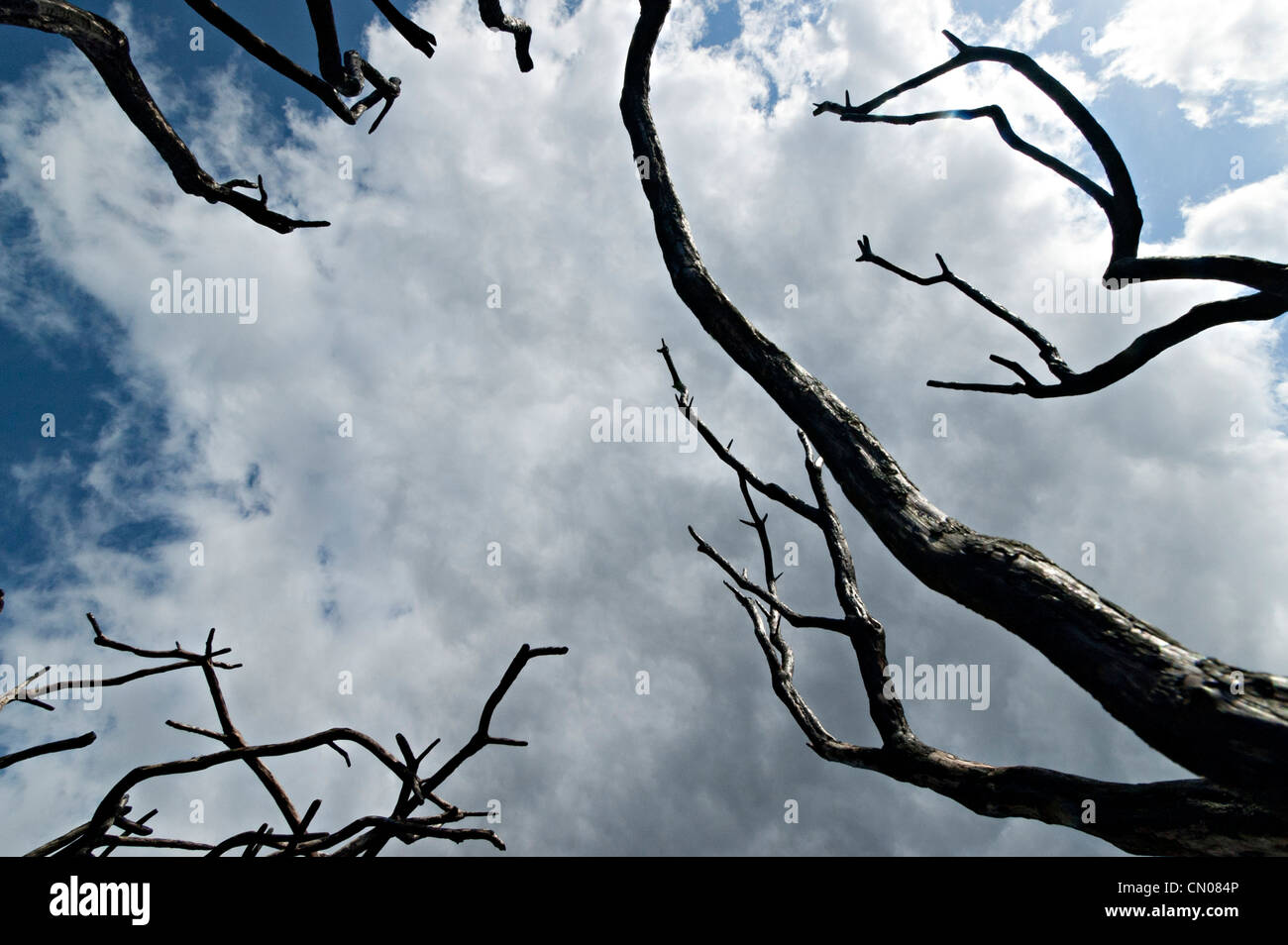 Burnt bush Sutton park Birmingham, part of conservation control Stock ...