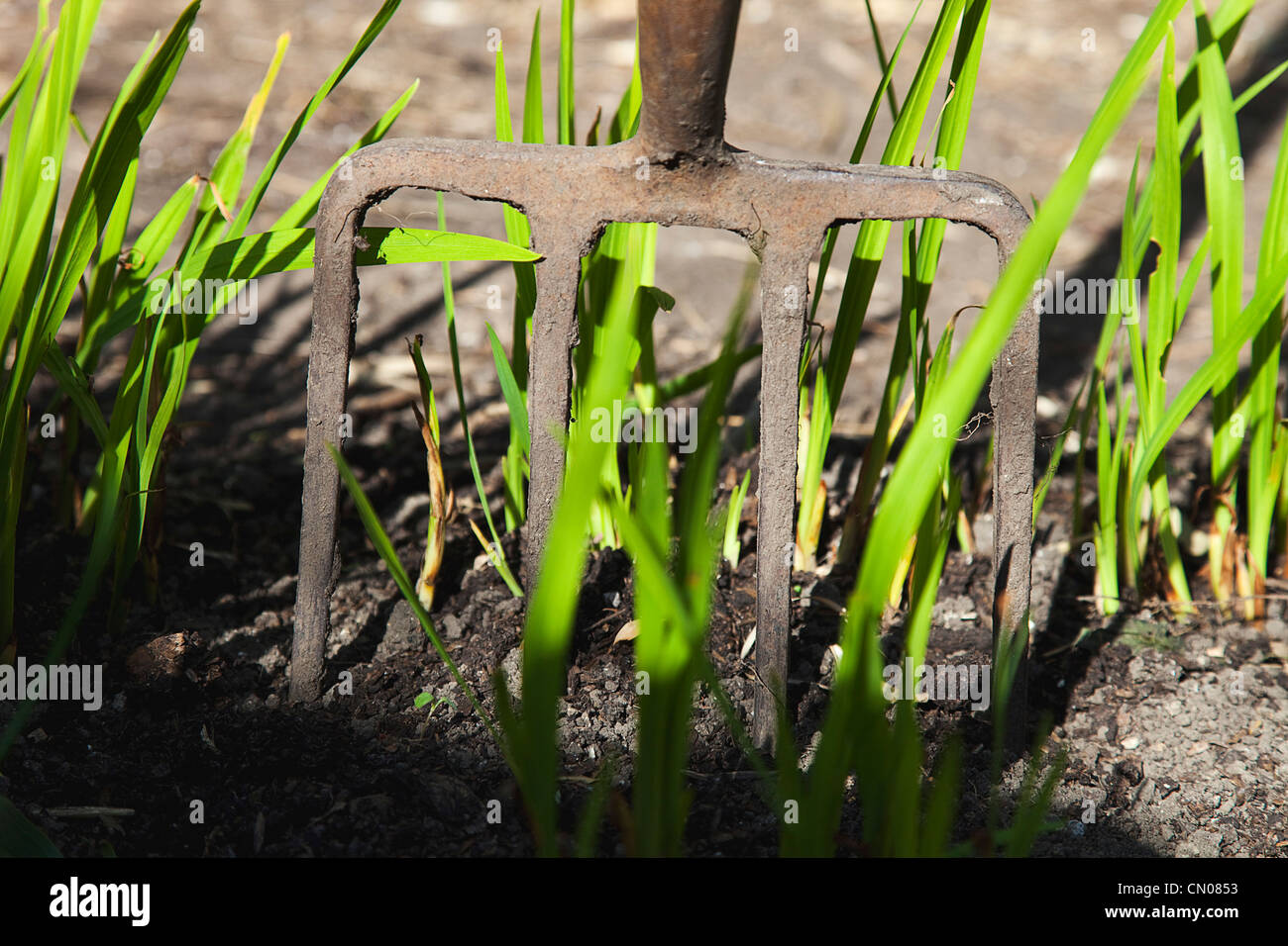 Gardening, Planting, Tools, Fork rested in soil with green shoots Stock ...