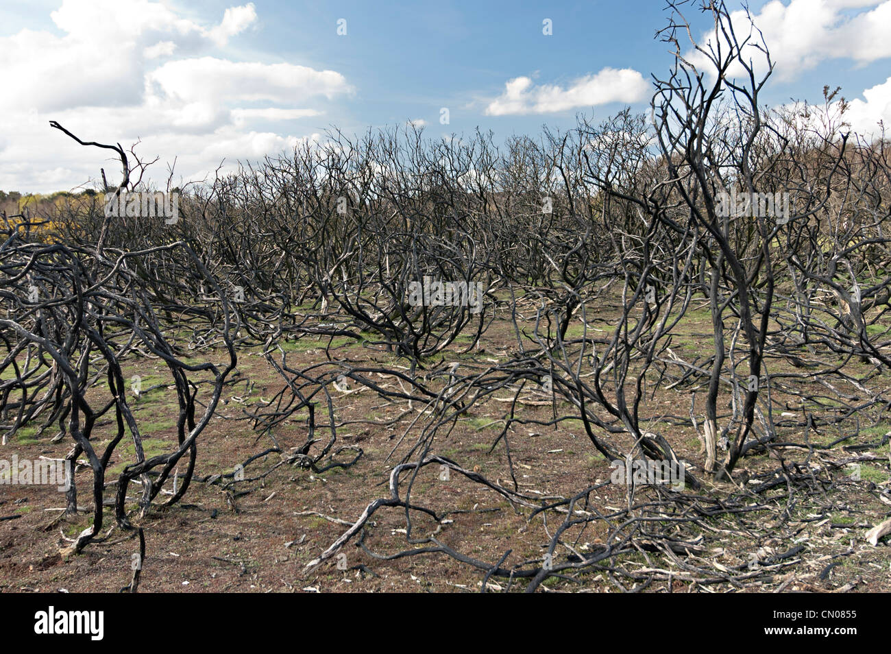 Burnt bush Sutton park Birmingham, part of conservation control Stock ...