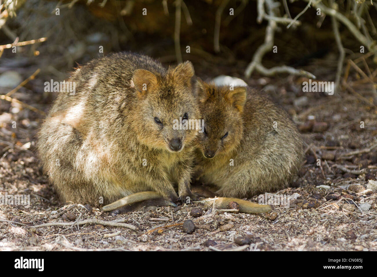 Quokka. Setonix brachyurus Stock Photo - Alamy