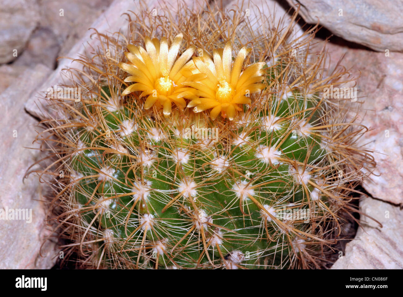 Parodia hausteiniana hi-res stock photography and images - Alamy