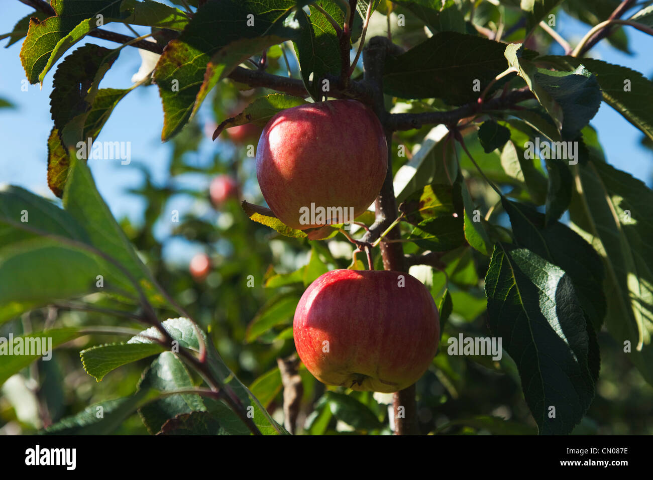 Fruit, Apple, Apples growing on the tree in Grange Farms orchard Stock ...