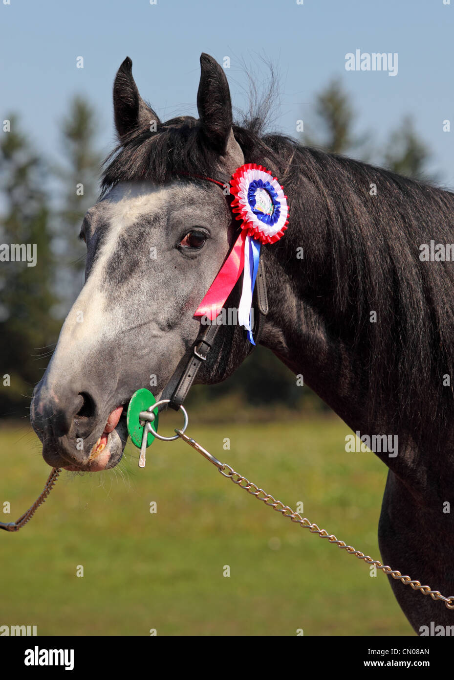 A prize-winning horse at a show, showing its rosette Stock Photo - Alamy