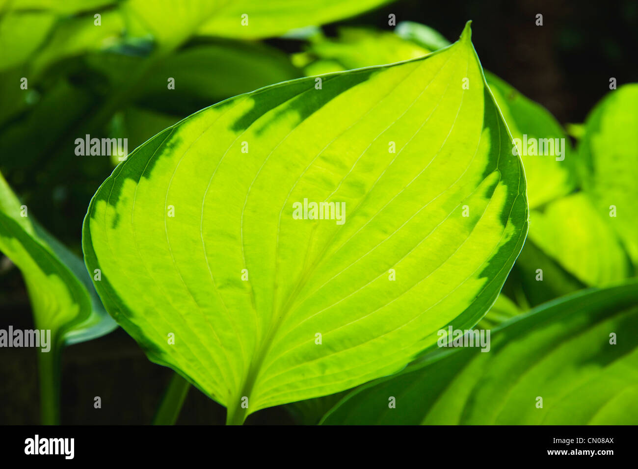 Plants, Hosta, Green leaves with sunlight shining through Stock Photo ...