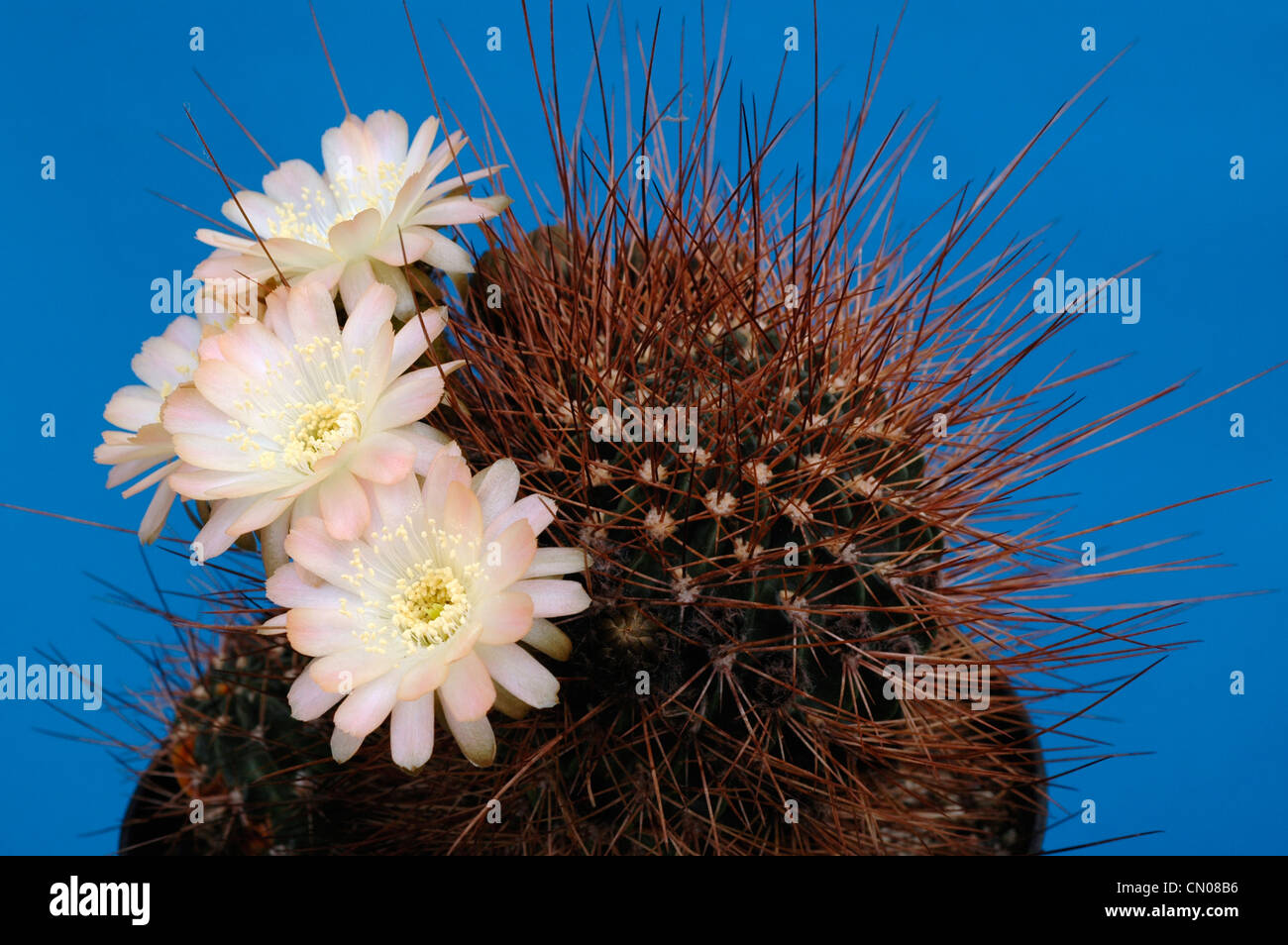 Plants cactus lobivia hi-res stock photography and images - Alamy