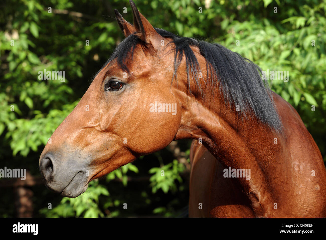 Portrait of a beautiful purebred stallion Stock Photo - Alamy