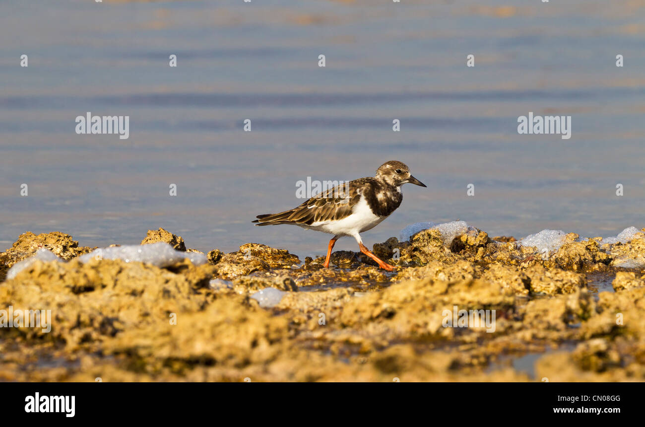 Ruddy Turnstone Arenaria interpres on edge of salt lakes on Rottnest ...
