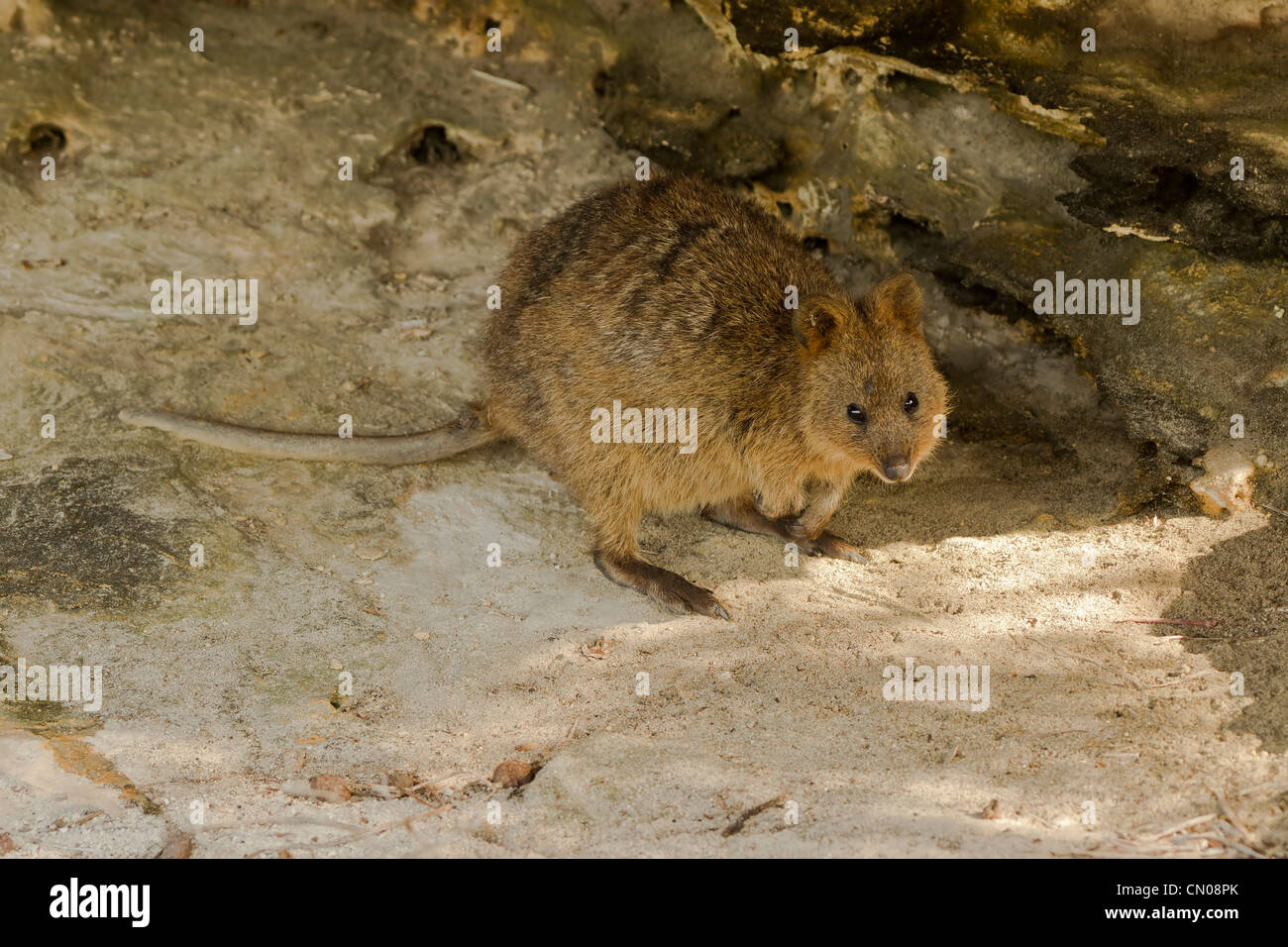 Quokka. Setonix brachyurus Stock Photo - Alamy