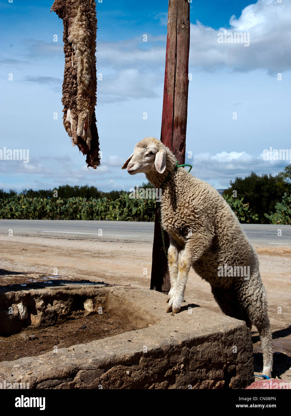 Sheep near to death Stock Photo - Alamy