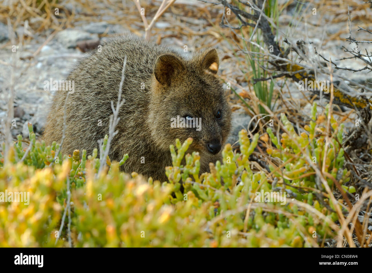 Quokka. Setonix brachyurus Stock Photo - Alamy