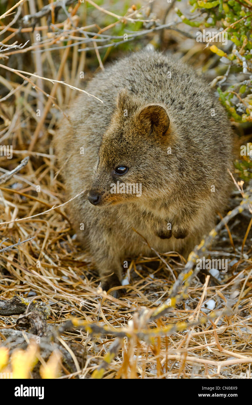 Quokka. Setonix brachyurus Stock Photo - Alamy