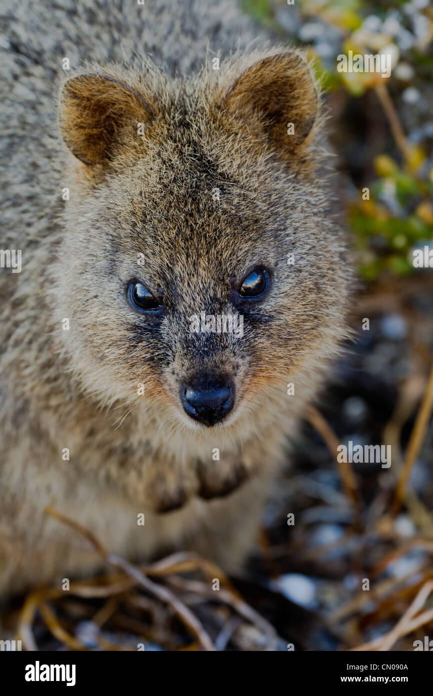 Quokka. Setonix brachyurus Stock Photo - Alamy