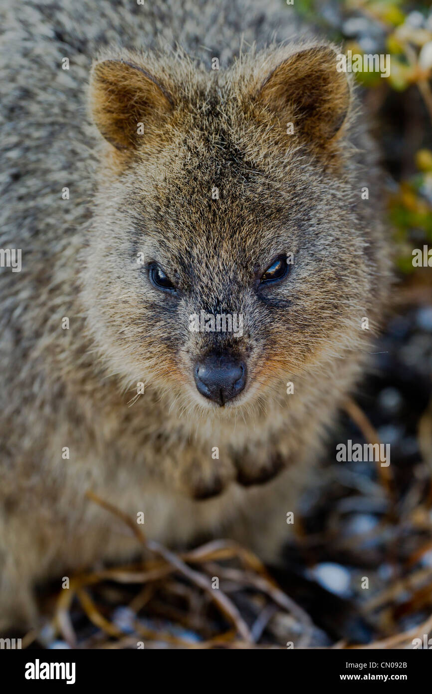 Quokka. Setonix brachyurus Stock Photo - Alamy