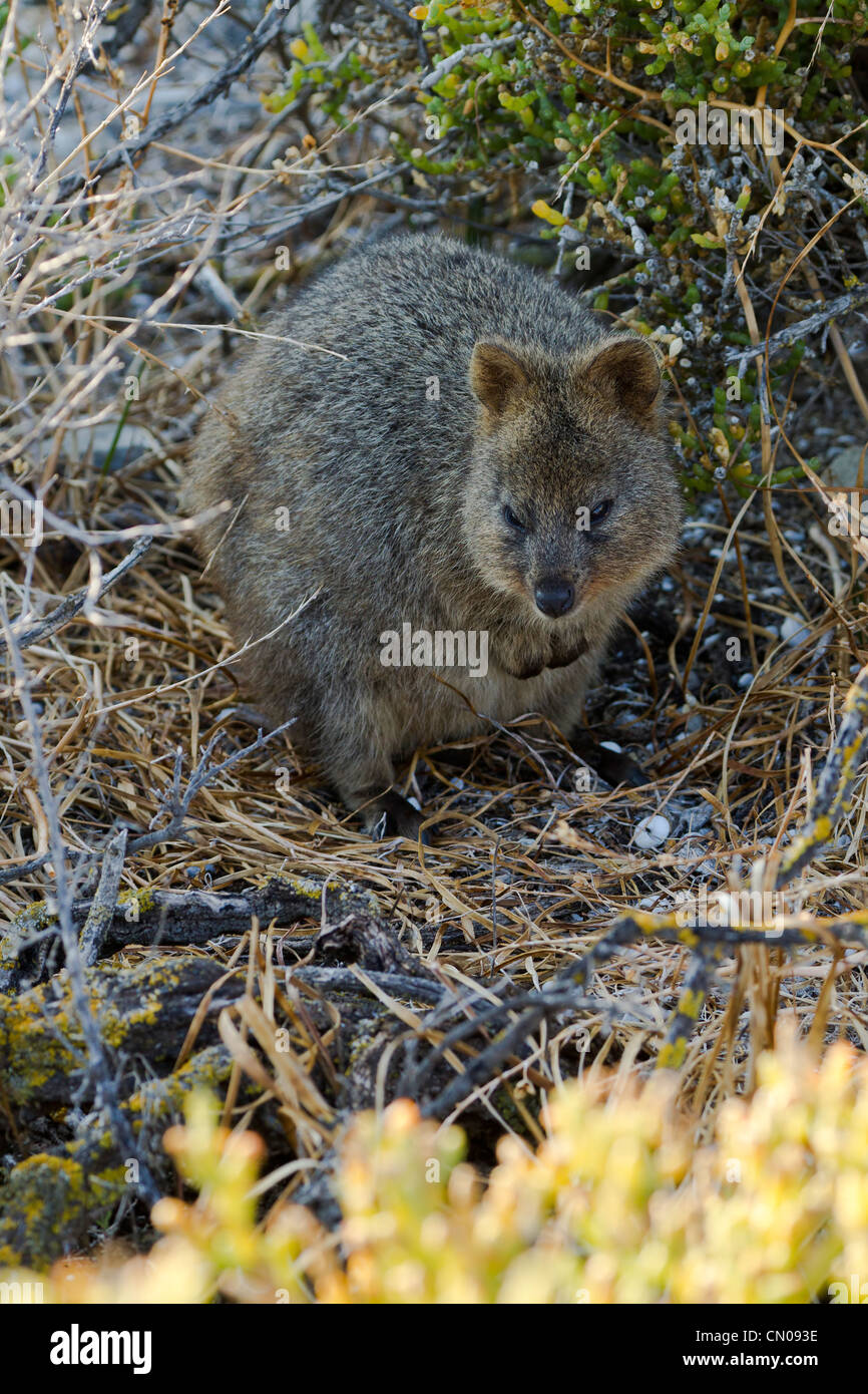 Quokka. Setonix brachyurus Stock Photo - Alamy