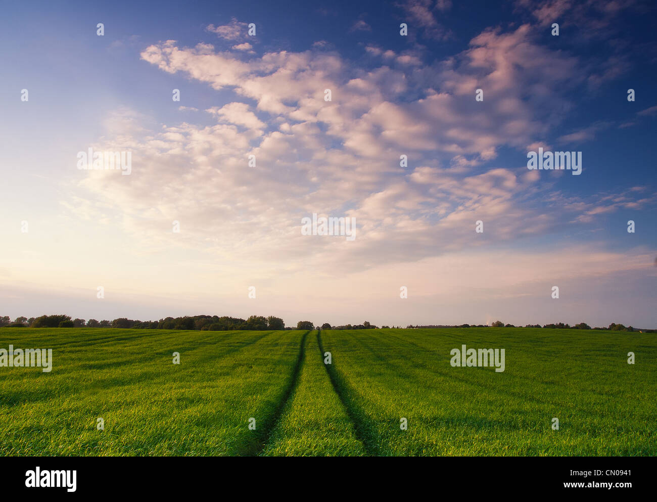 Beautiful afternoon on field Stock Photo - Alamy